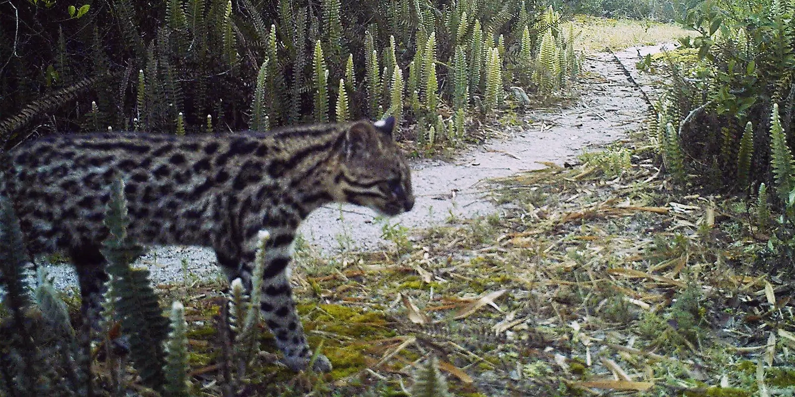 Leopardus guttulus - Kissaeläimet