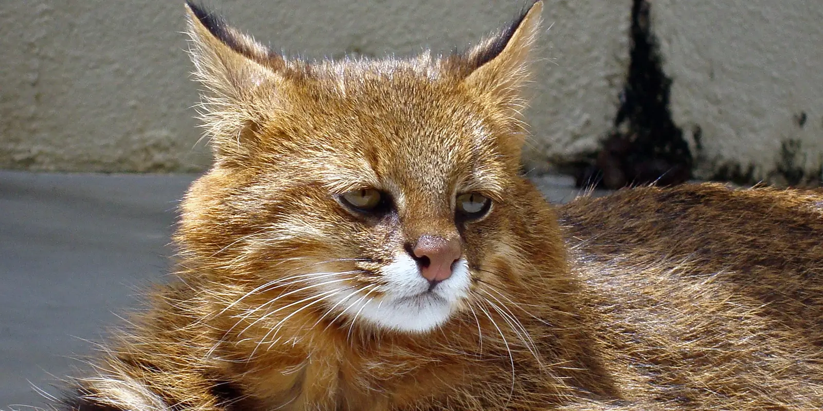Kolokolo (Leopardus colocolo) - Kissaeläimet