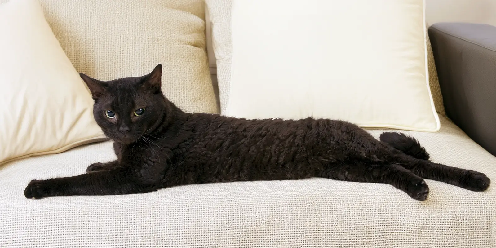 German rex - Kissaeläimet